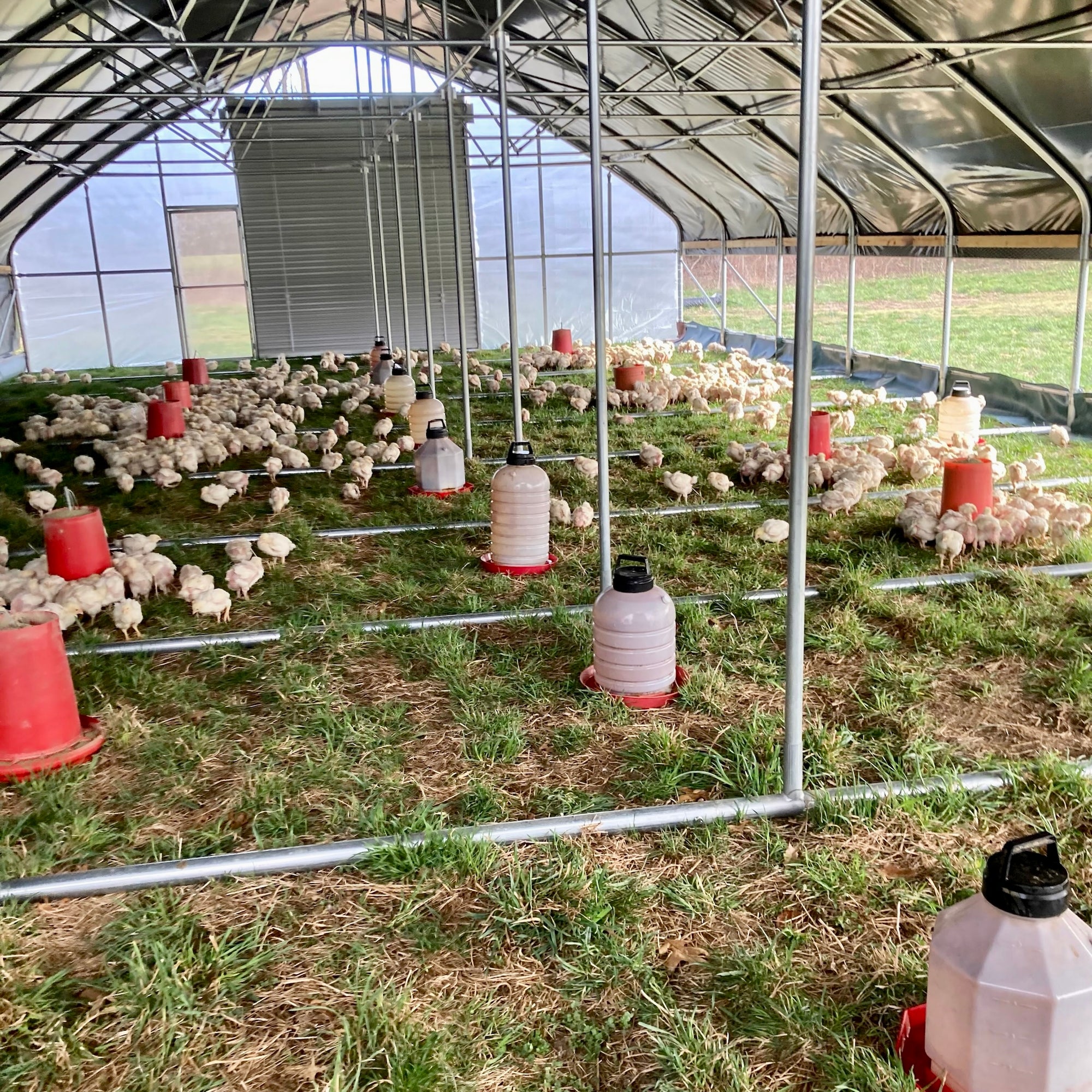 Portable Pasture Chicken Coop - 30'x60' – HenGear