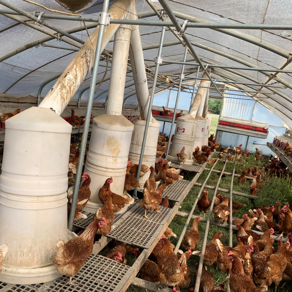 Portable Pasture Chicken Coop - 20'x48' – HenGear