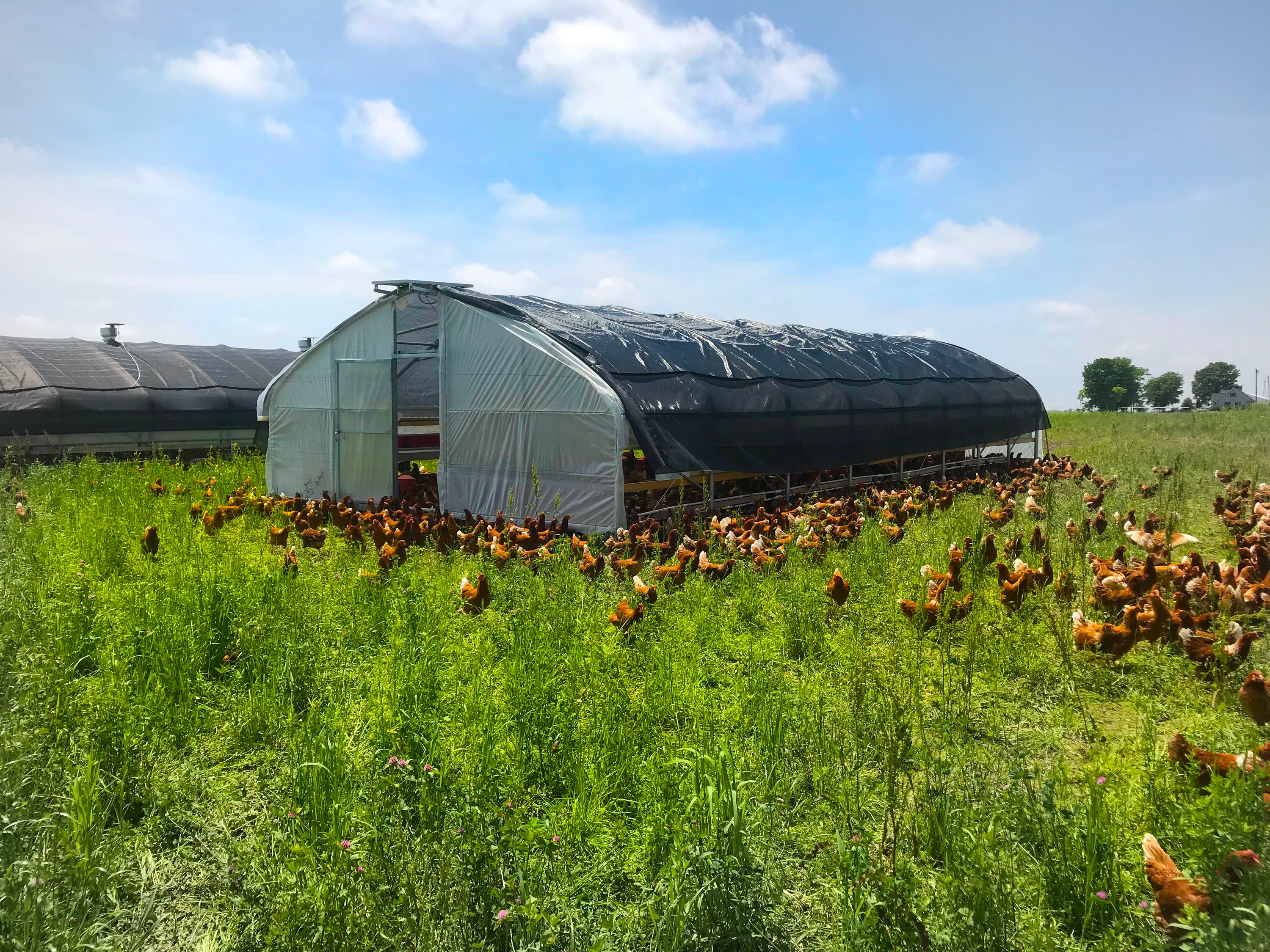 Portable Pasture Chicken Coop - 20'x48' (Up to 1,000 chickens) – HenGear