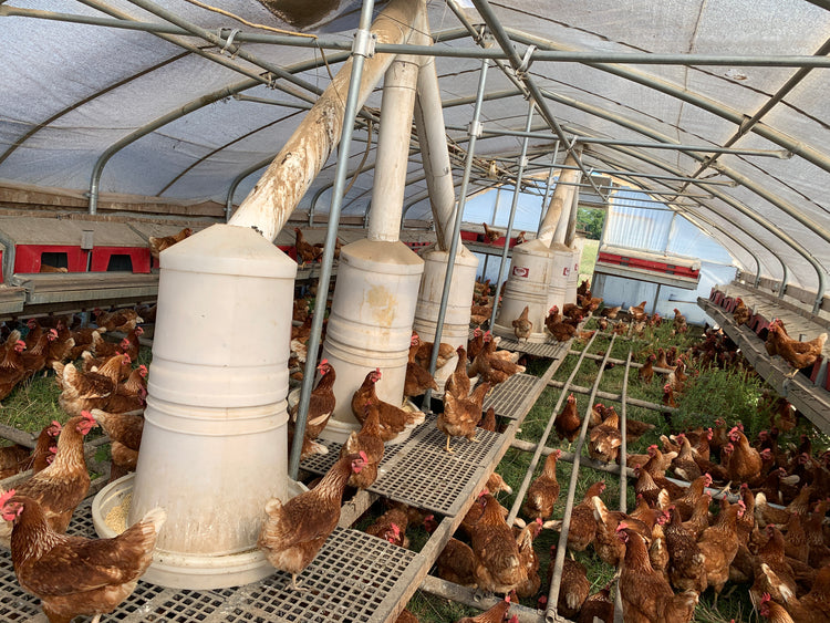 Portable Pasture Chicken Coop - 20'x48' (Up to 1,000 chickens) – HenGear